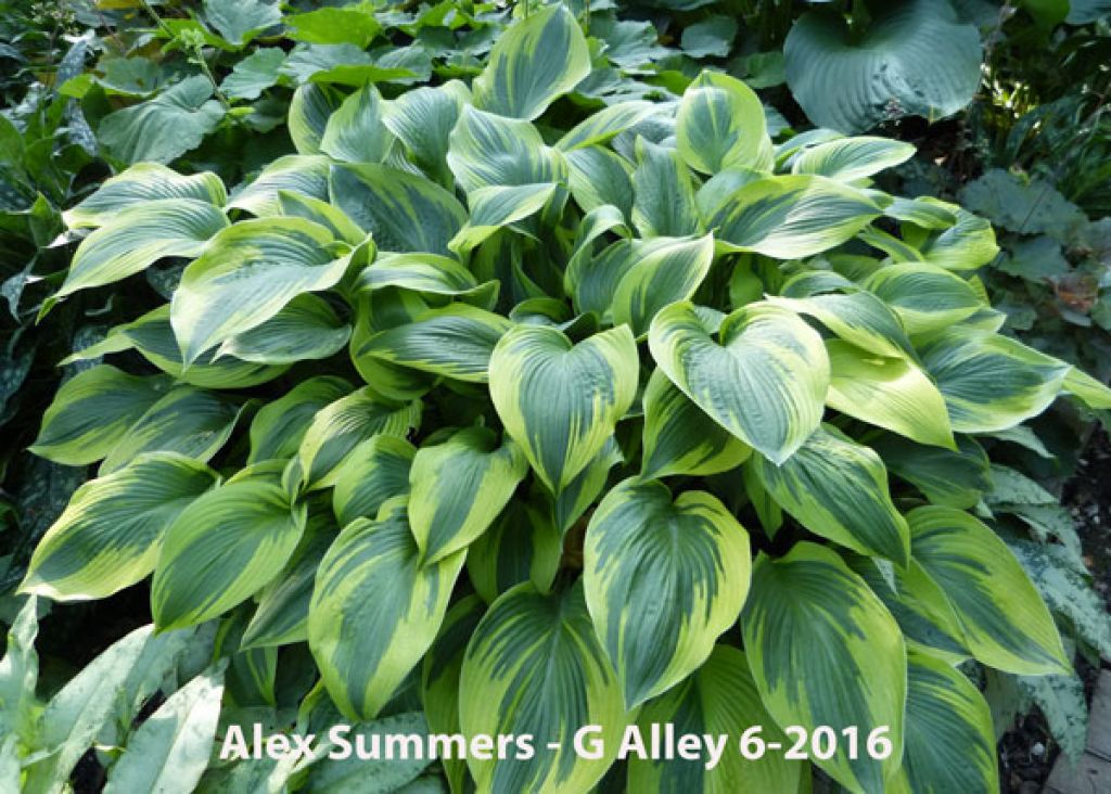 American Hosta Society Online Registry and Hosta Plant Database