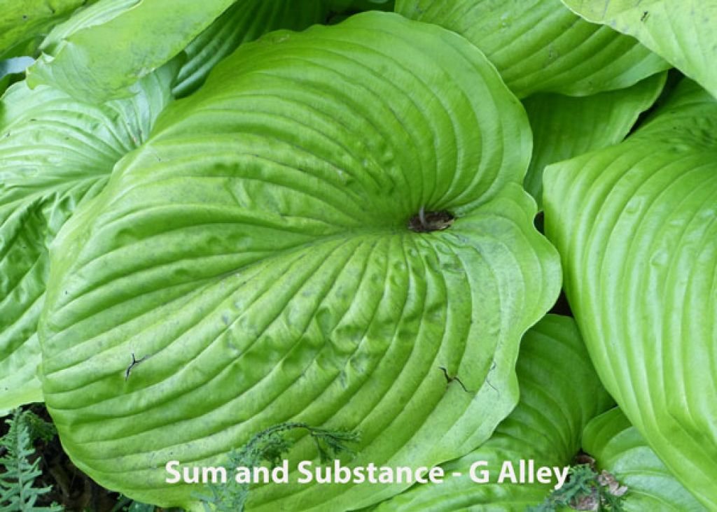 American Hosta Society Online Registry and Hosta Plant Database