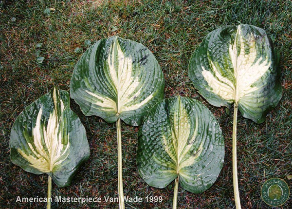 Hosta Registration - American Hosta Society